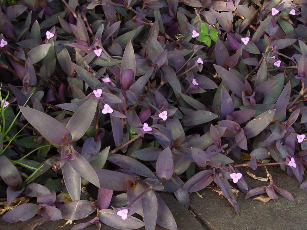 How to Grow Wandering Jew Plants | Jen Reviews