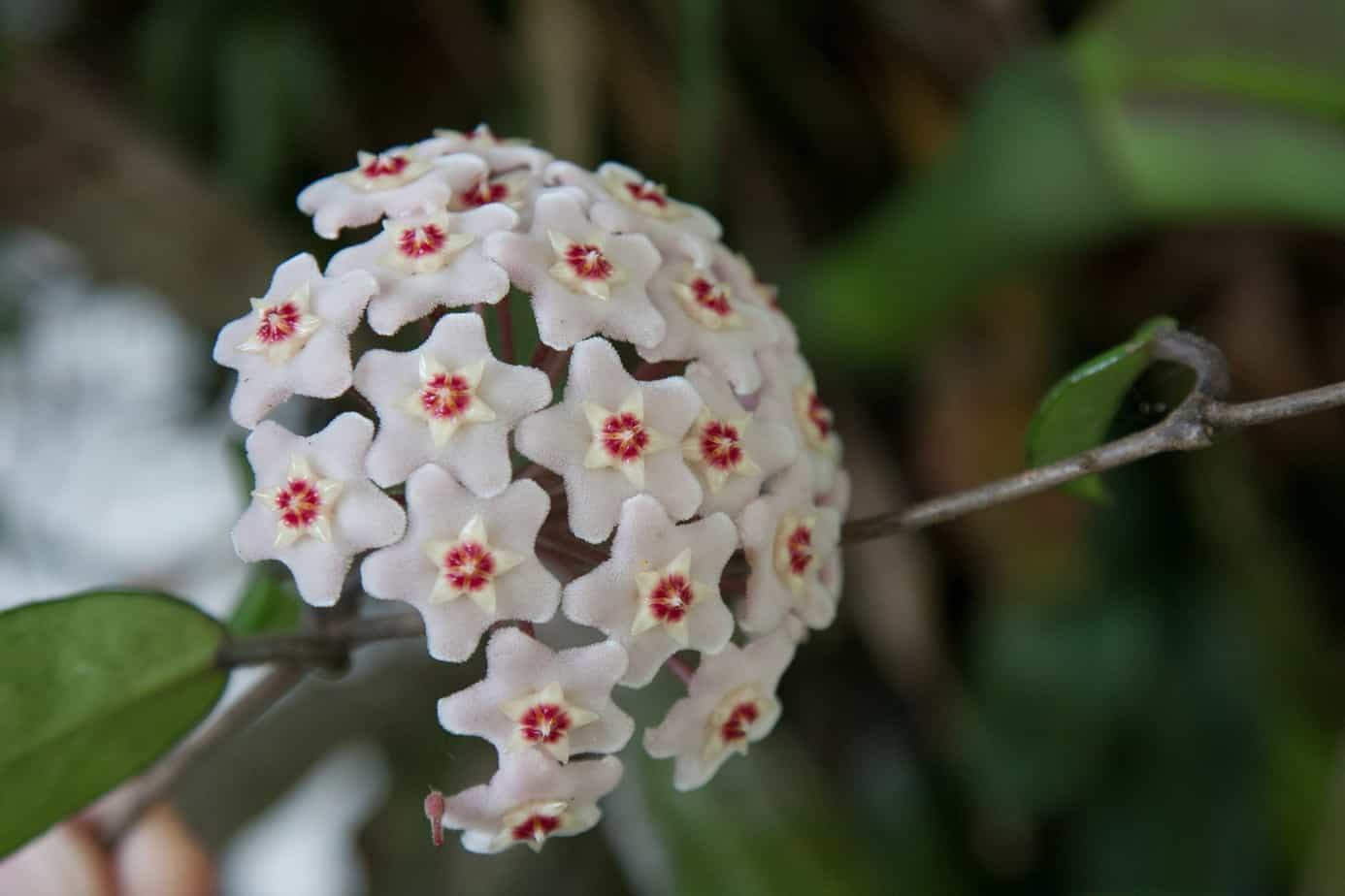 How To Grow A Hoya Plant: Types, Care And Growing Tips | Jen Reviews