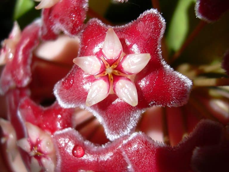 How To Grow A Hoya Plant: Types, Care And Growing Tips | Jen Reviews