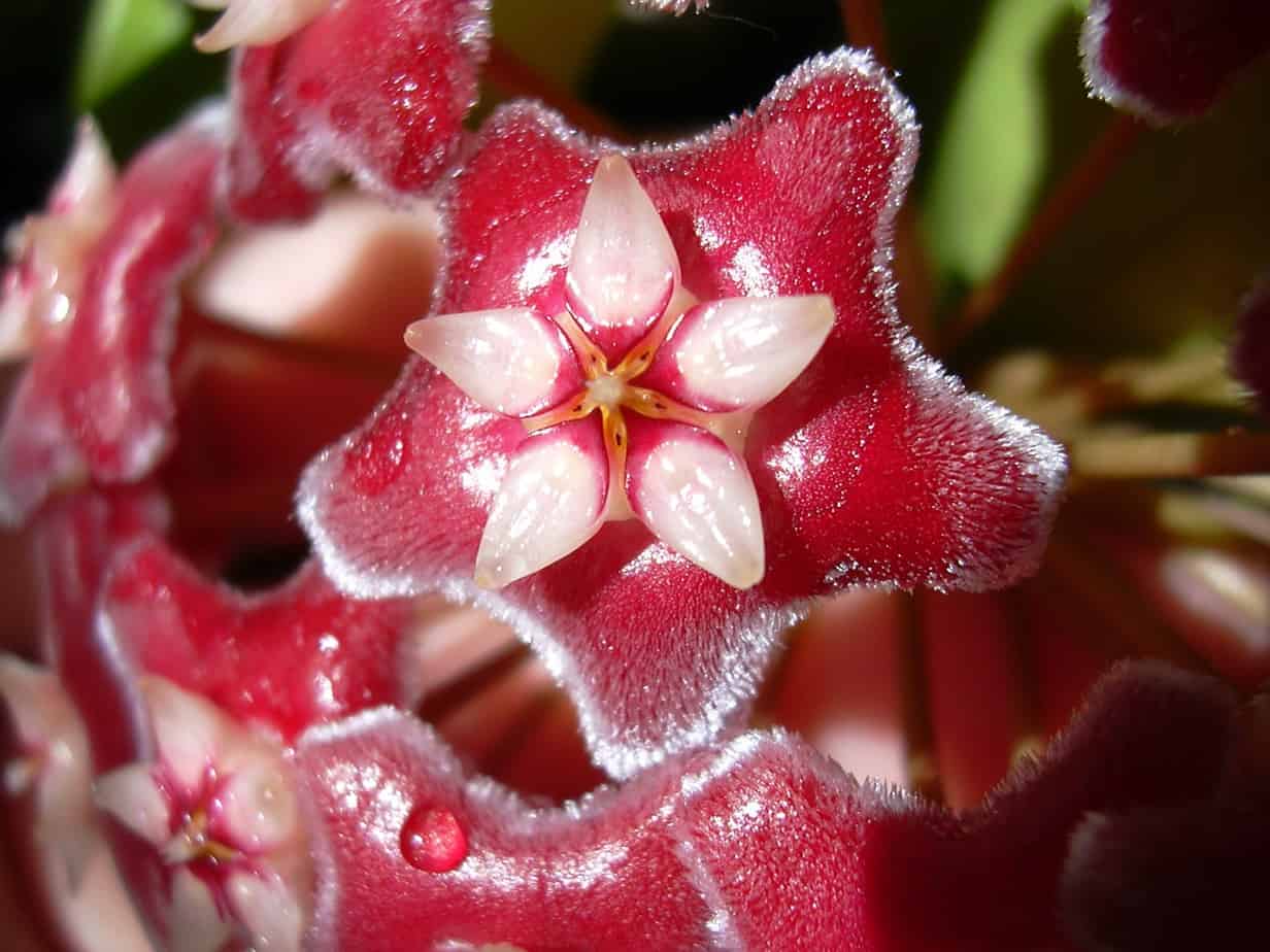 How To Grow A Hoya Plant: Types, Care And Growing Tips | Jen Reviews