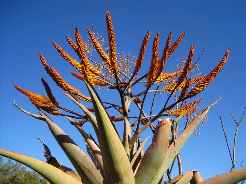 How to Grow an Aloe Vera Plant: Care, Types, and Growing Tips | Jen Reviews